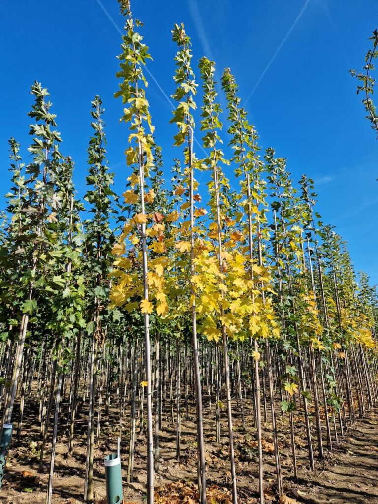Acer platanoides 'Dawnflare' - Tree nursery H&B Plant - Holland