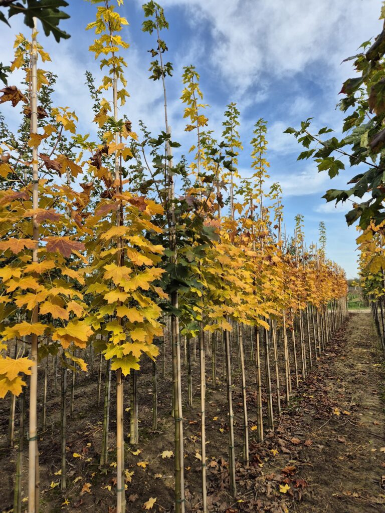 Acer platanoides 'Dawnflare' - Tree nursery H&B Plant - Holland