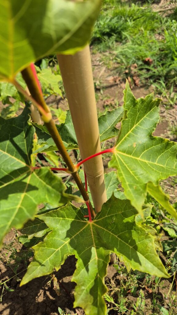 Acer platanoides 'Dawnflare' - Tree nursery H&B Plant - Holland