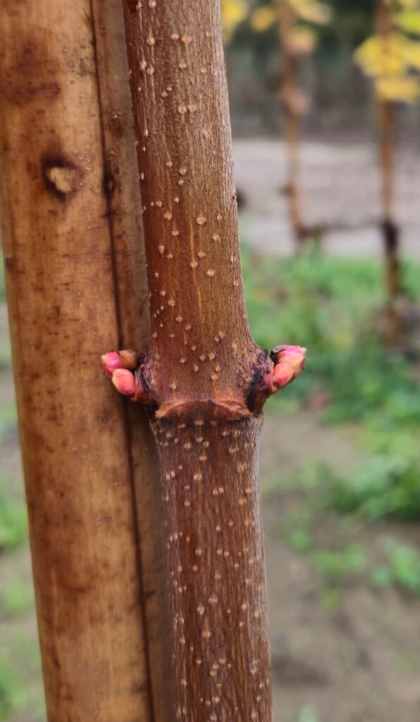 Acer platanoides 'Dawnflare' - Tree nursery H&B Plant - Holland