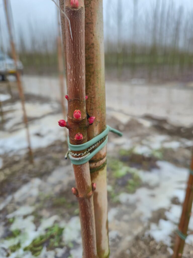Acer platanoides 'Dawnflare' - Tree nursery H&B Plant - Holland